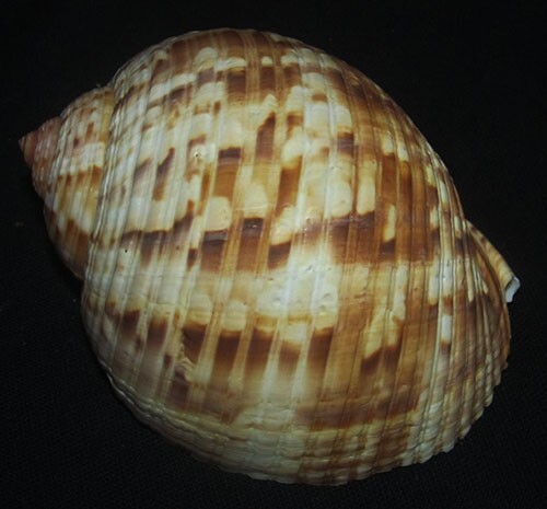 115 mm GREAT Tonna Chinensis Tun Seashell Phuket Thailand AC#1 Combine ...