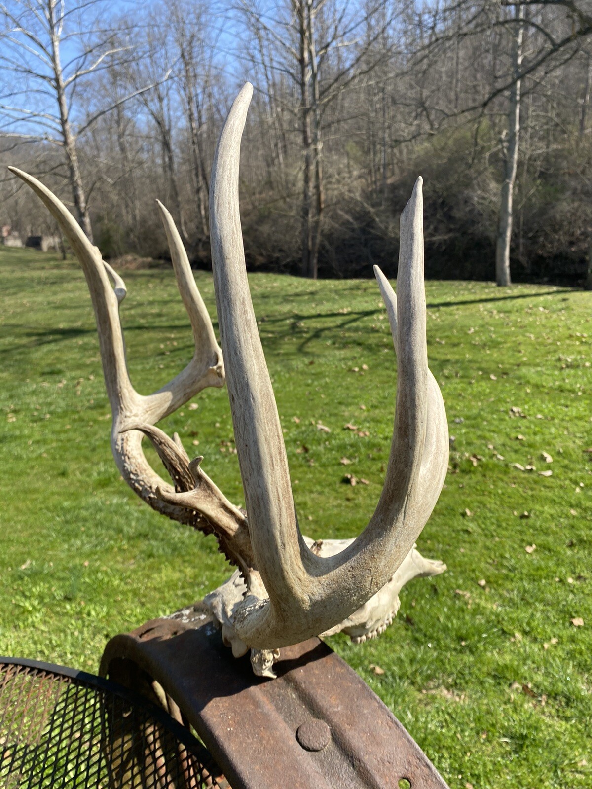 WICKED GIANT WHITETAIL DEER SKULL RACK ANTLERS DISPLAY TAXIDERMY #112 ...