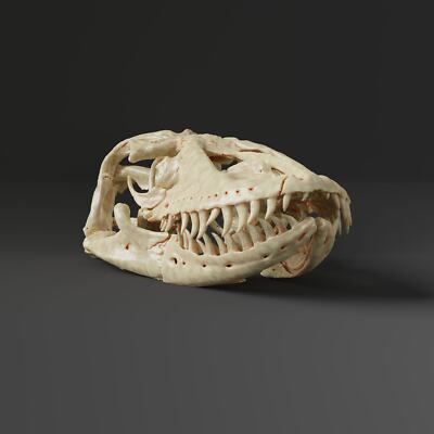 Komodo dragon skull Replica (Museum Quality) | eBay