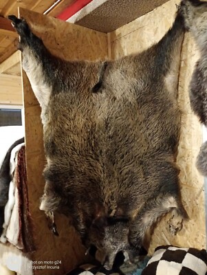 Large Giant European Wild Hog Boar Skin Hide Pelt Fur Rug Home Decor ...