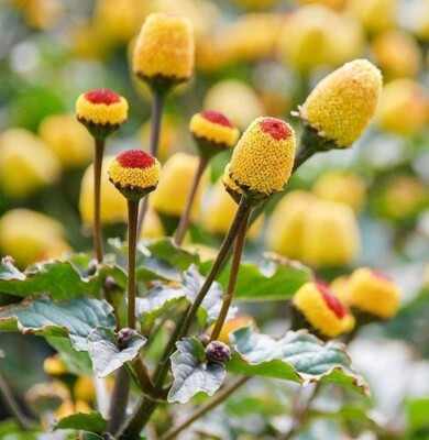Toothache plant Spilanthes oleracea yellow 300 seeds+FREE REUSABLE ...