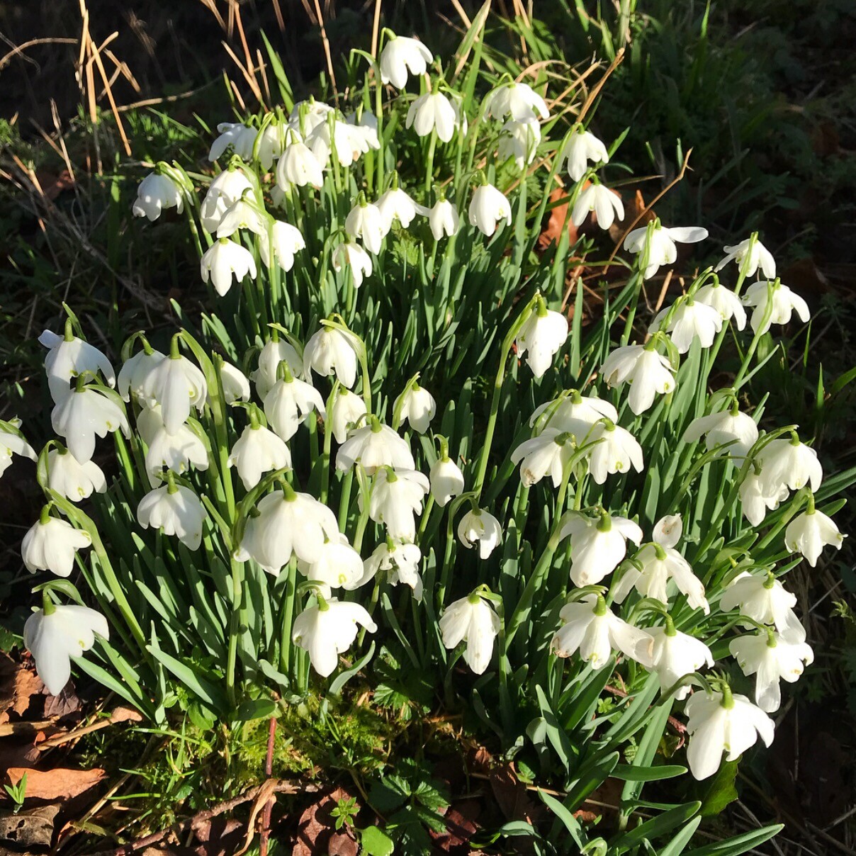 DOUBLE SNOWDROP BULBS ( IN THE GREEN ) Flore Pleno Spring flowering ...