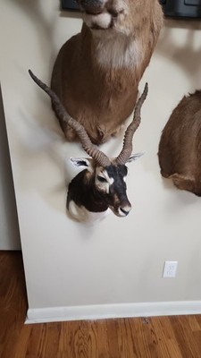Beautiful BLACKBUCK ANTELOPE Shoulder Mount- Taxidermy Hunting Decor | eBay