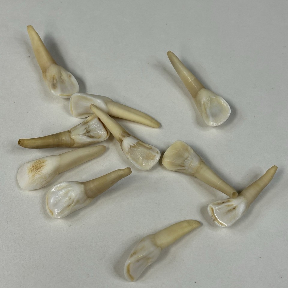 Lot Of 10 Real North American Bison Buffalo Teeth Cleaned Crafts Art ...
