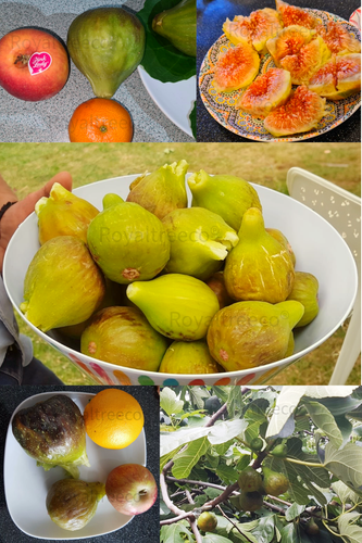ORGANIC FIG Rare Moroccan Breed Female Self Fertile Tree. 4X Fresh ...