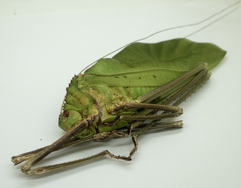 Orthoptera -Macrolyristes Coporalis (m) - World Largest Hopper ...