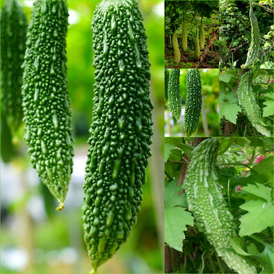 BITTER GOURD LONG 5 Seeds GROW Bulk VEGETABLES Autumn WINTER Spring ...