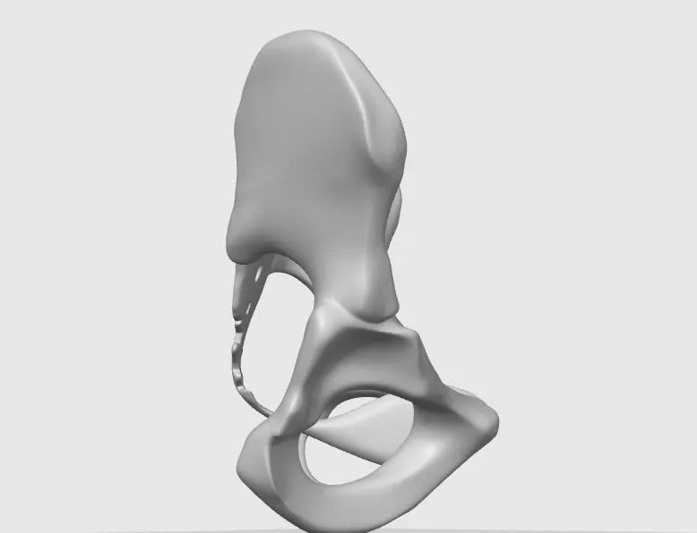 Female Pelvis Skeleton Model - 3D Printed Anatomical Human Bone Replica ...