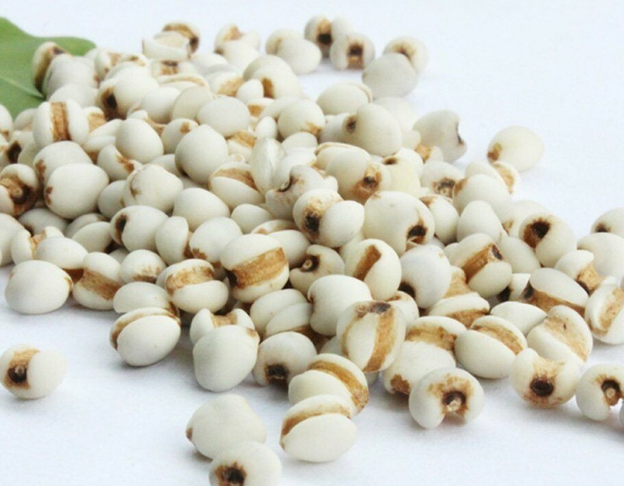 Adlay Millet /Job's Tears / Coixseed 薏米 薏仁 12 oz to 10 LB - Free ...