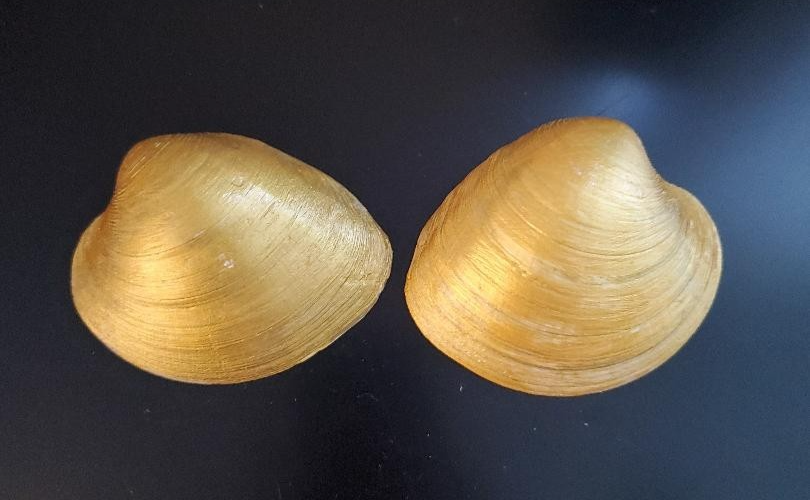 2-Shells Decoupage, Seashell Hand Painted Gold Trim Trinket Dish ...