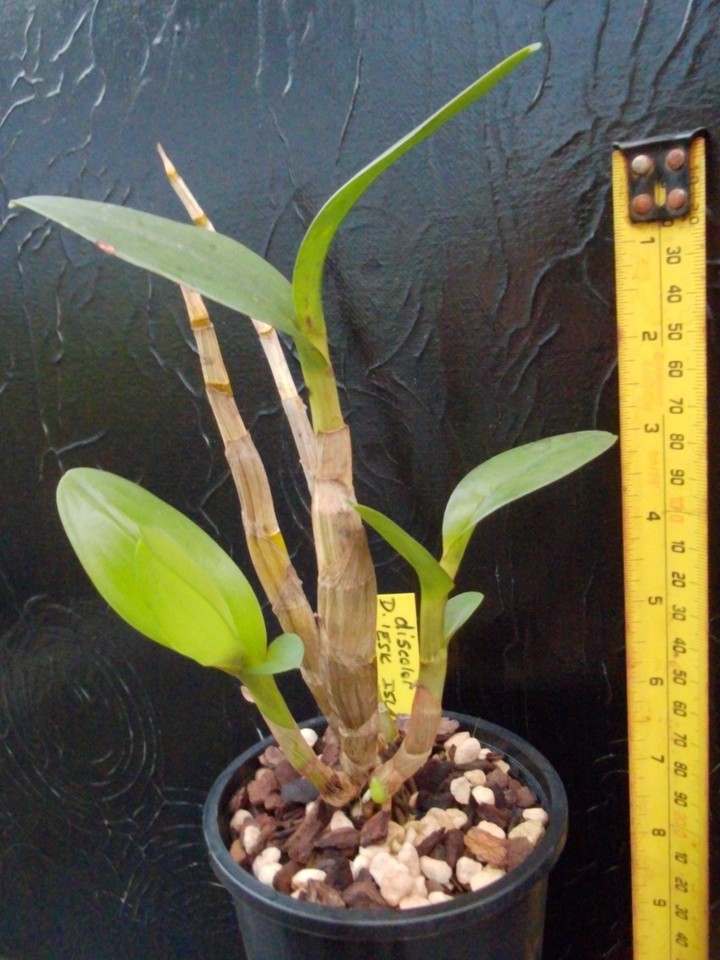 SPECIES ORCHID Dendrobium discolor "Esk Island" X SELF | eBay Australia