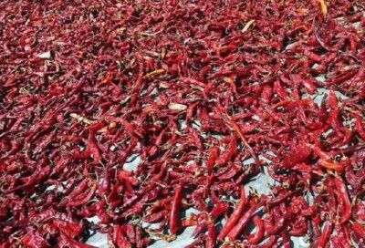 Indian Whole Mathania Red Chilli Lal Mirch Stemless Premium A+ Grade ...