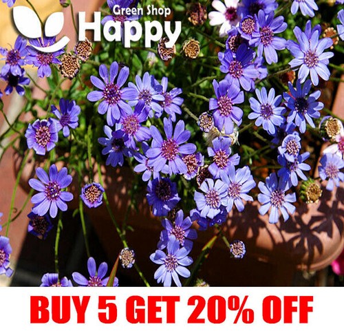 THE BLUES - BLUE DAISY - 110 seeds - Felicia Heterophylla - Dwarf ...