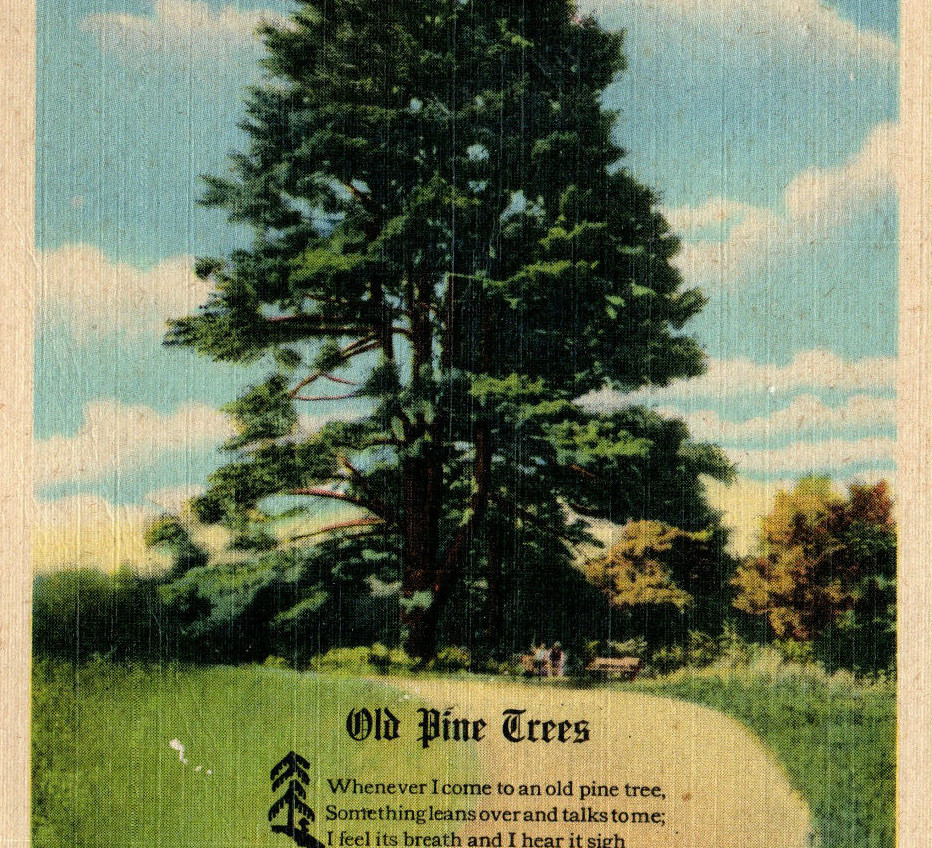 Iroquois Tree Of Peace