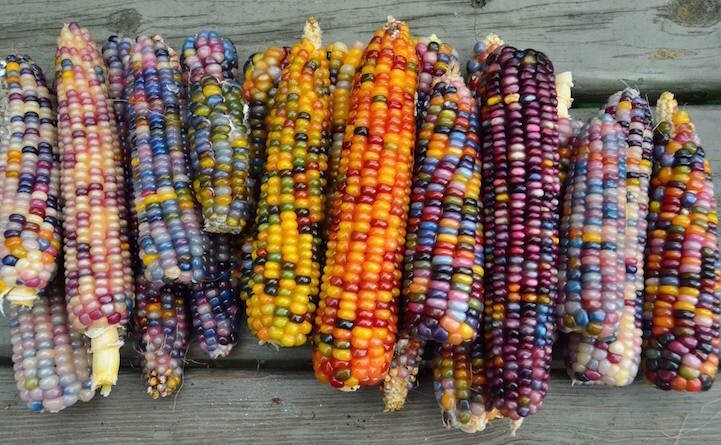 50 Organic Rainbow Jewel Corn Seeds - Popcorn - NON-GMO – Heirloom- NEW ...