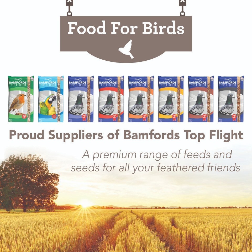 Husk Free Wild Bird Food 20kg Aniseed Oil Seed Mix Wheat Free Premium ...