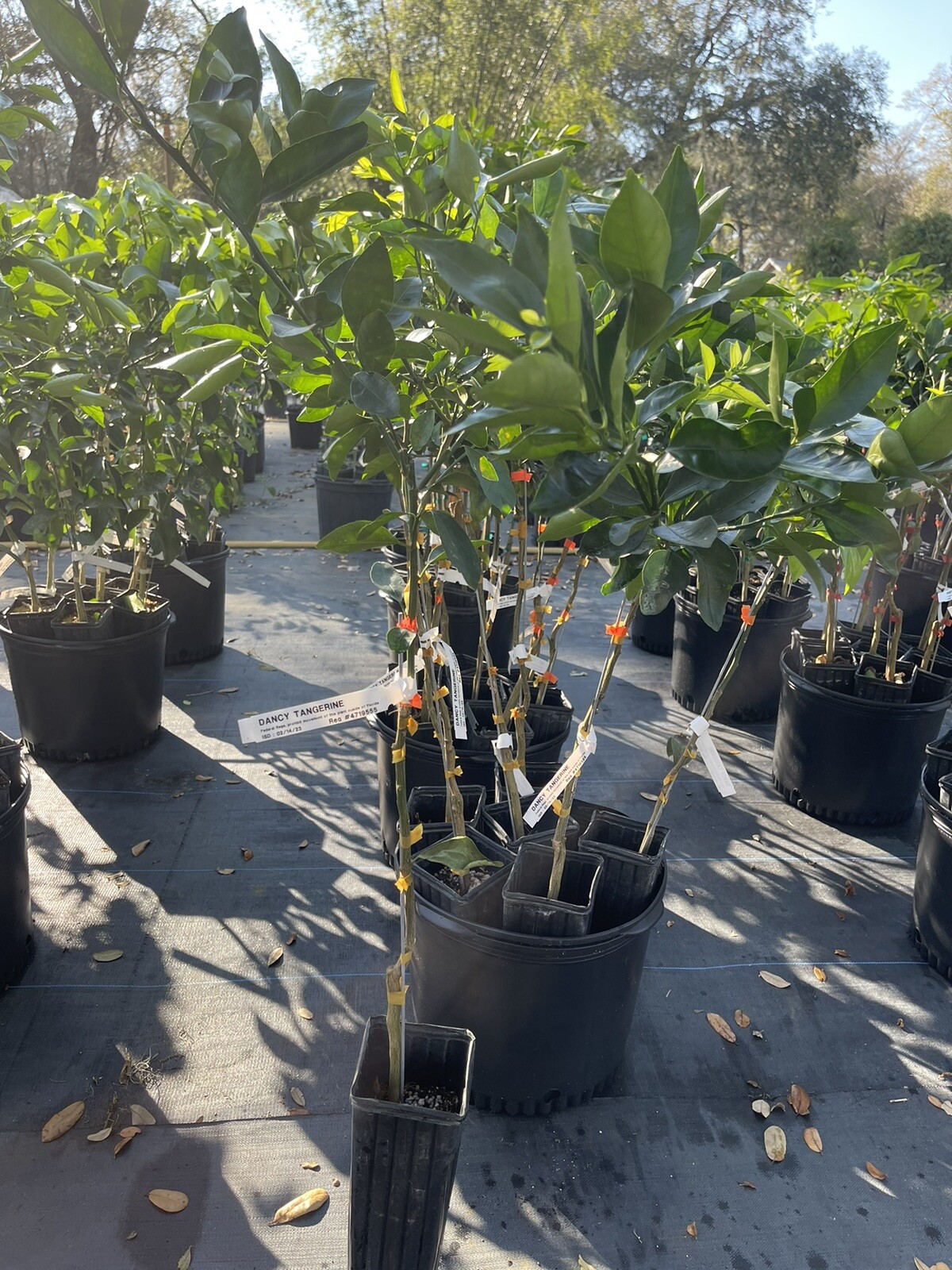 Dancy Tangerine Tree (grafted) 3 Feet Tall. | eBay