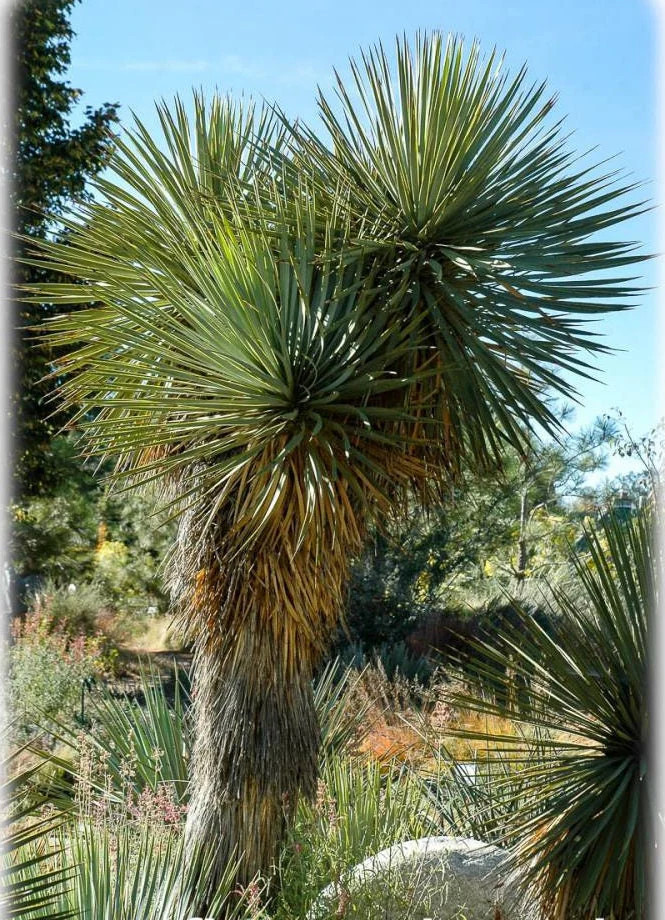 Yucca thompsoniana 'OR' (Thompson Yucca) COLD HARDY | eBay