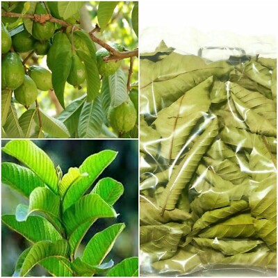 100g DRIED GUAVA LEAVES ANTI HAIR LOSS TEA- Psidium guajava Organic ...