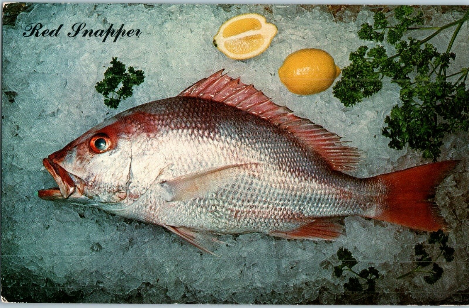 Red Snapper Galveston Texas Gulf of Mexico Texas Postcard | eBay