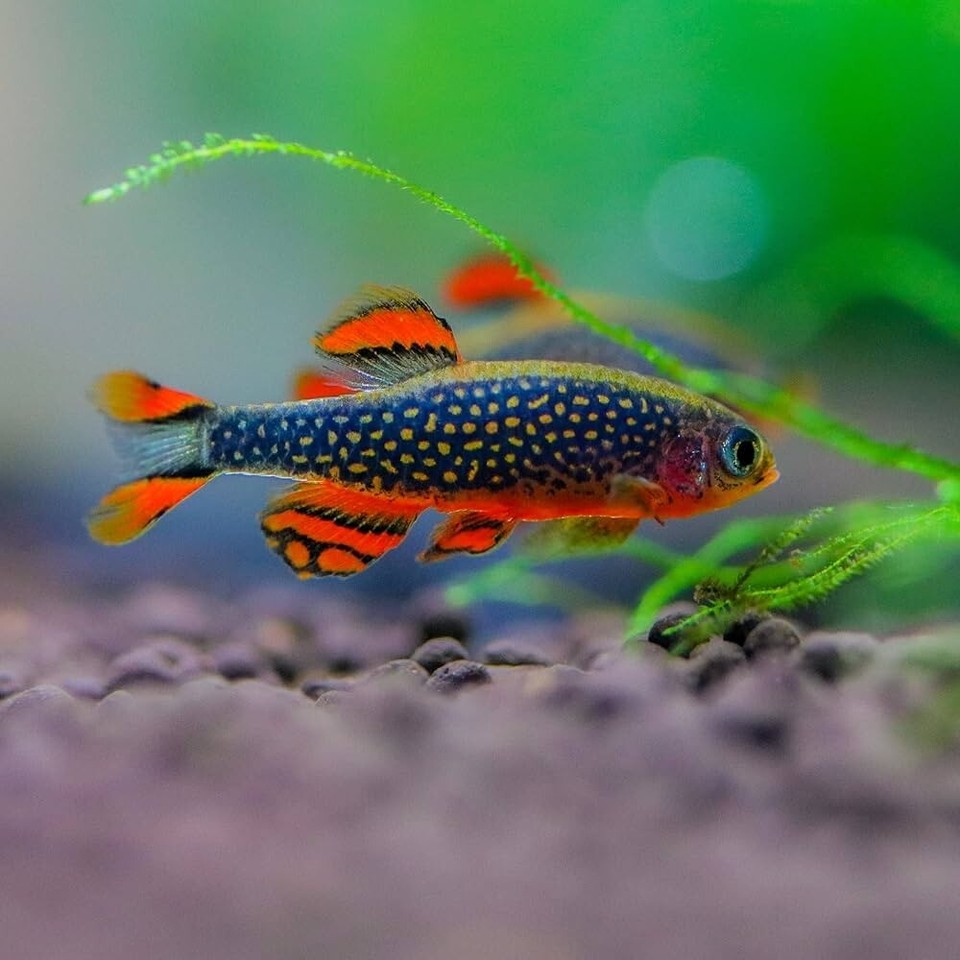 5+1 Celestial Pearl Danios USA BRED! CPD Dwarf Rasbora Nano Fish HIGH ...