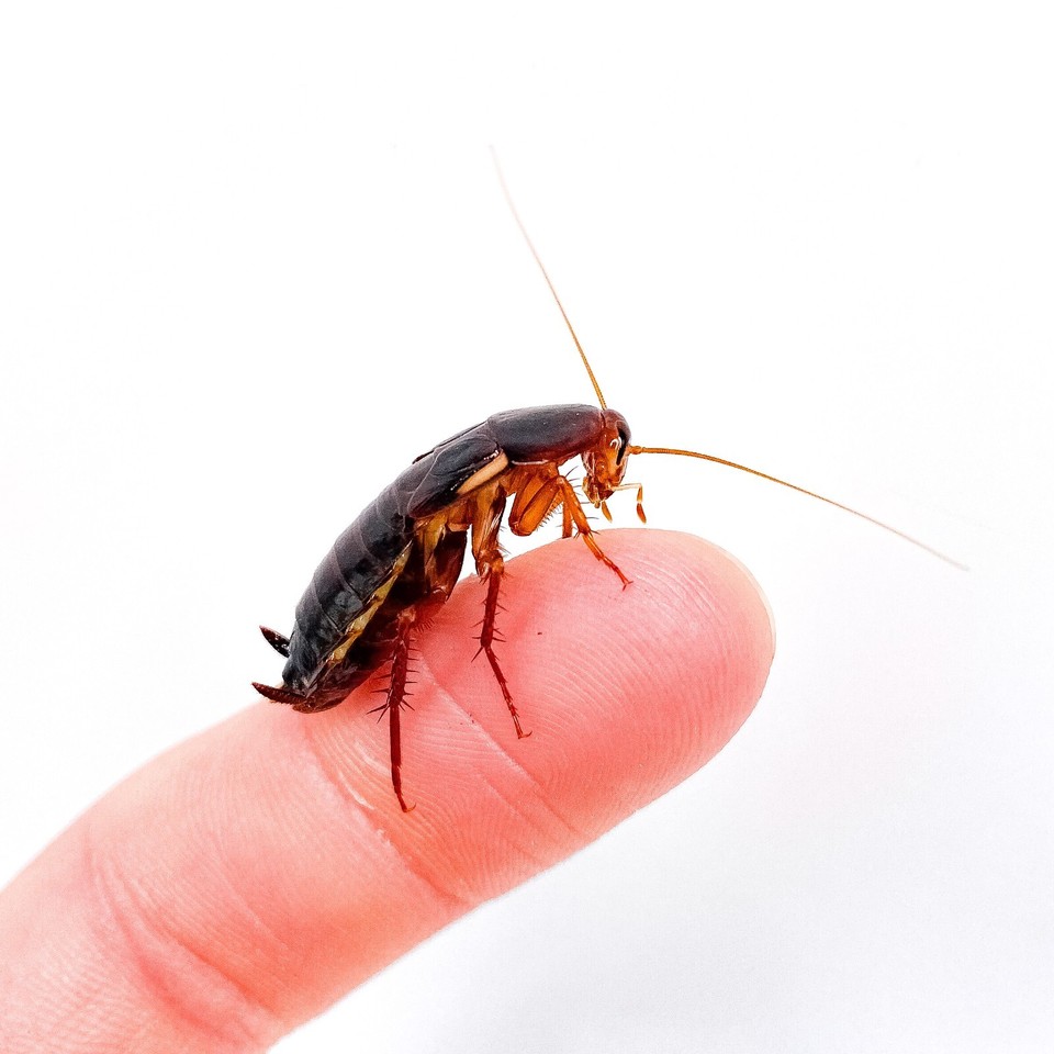 (1000 Mixed Sizes) Red Runner Roaches / Turkestan Lateralis / Live ...