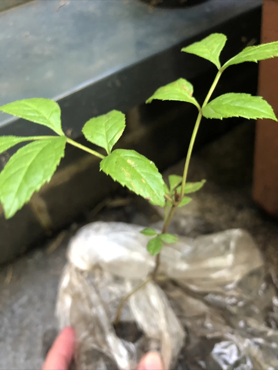 Ash Tree Seedlings