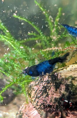 10+2 Blue Carbon Rili - Freshwater Neocaridina Aquarium Shrimp Live ...