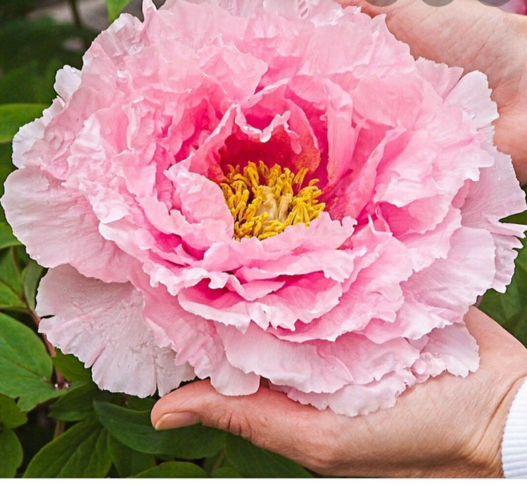 Japanese Peony Tree Picture