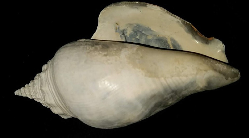 Fossil / Fossilized Strombus Strombidae gastropod shell collectors yn ...