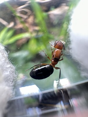 Queen Ant - Camponotus decipiens Feeder Insect For Reptile Feeding Only ...