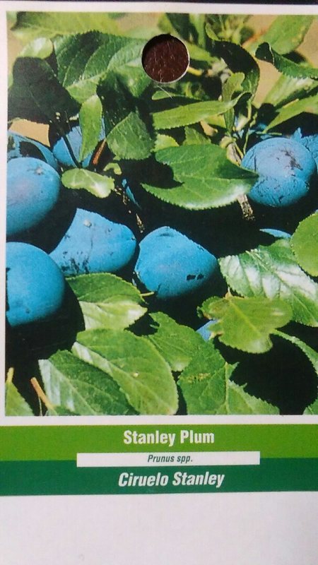 4'-6' STANLEY PLUM Fruit Tree Plant New Healthy Plums Trees Home Garden ...