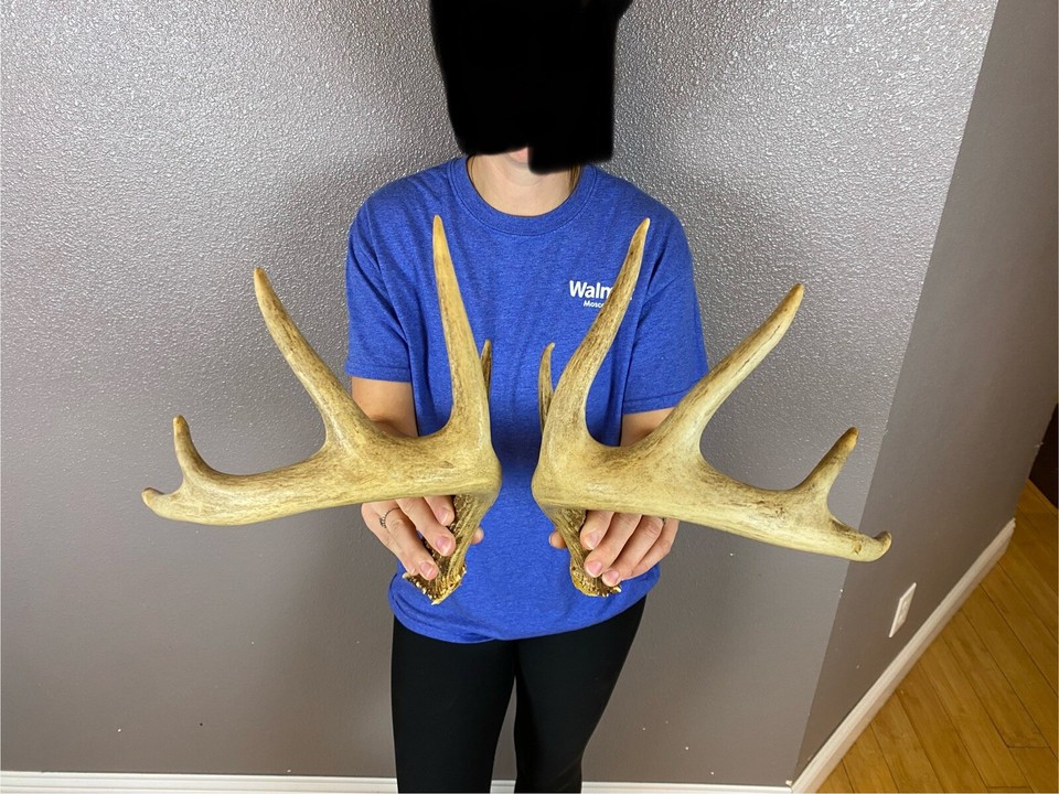 Matched Set Whitetail Deer Antlers Cut Off 5x5 WILD IDAHO Sheds Horns ...