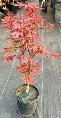 Acer palmatum 'Fireball' (Fireball Japanese maple) | eBay