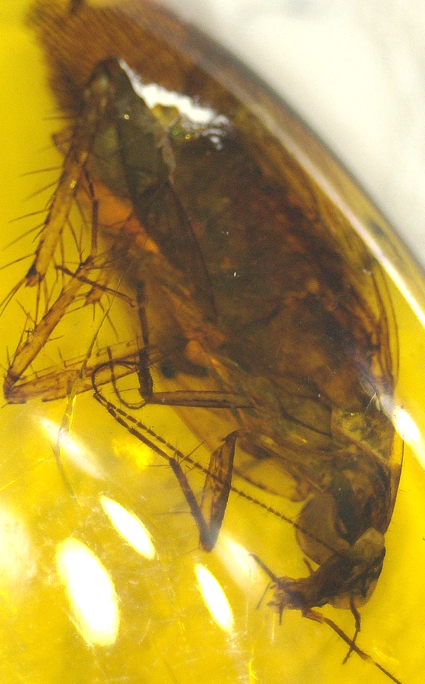 Superb Cretaceous Cockroach with Nice Eyes in Burmese Amber Fossil ...