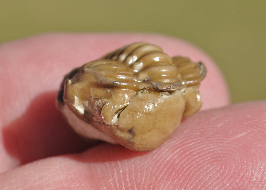 Trilobite Fossil, Kainops invius, from Oklahoma, U.S.A | eBay