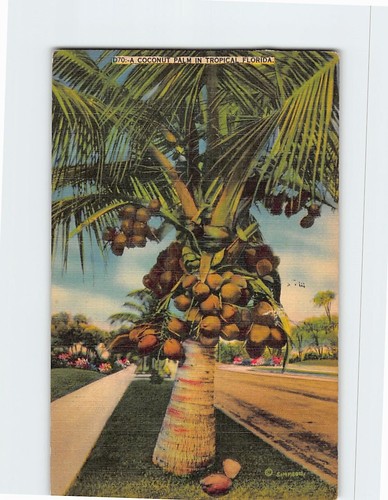Postcard Coconut Palm in Tropical Florida USA | eBay