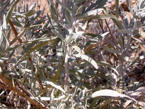100 SILVER SAGEBRUSH Artemisia Cana Dwarf Sagebrush Wormwood Herb ...
