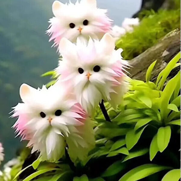 100 Rare cat Face Orchid Seed Dracula Cute Simia Garden Plant Flower ...