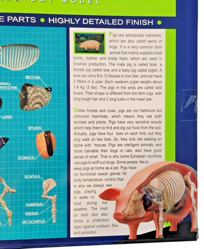 4D Vision Pig Anatomy Model | eBay