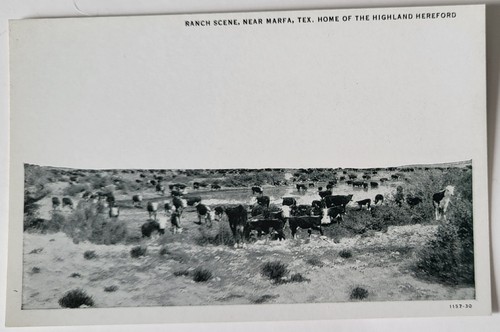 1930 PC RANCH RANCHING SCENE MARFA TX HOME OF HIGHLAND HEREFORD CATTLE ...