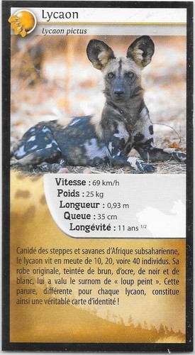 Carte Quick - Carnivores - Lycaon | eBay