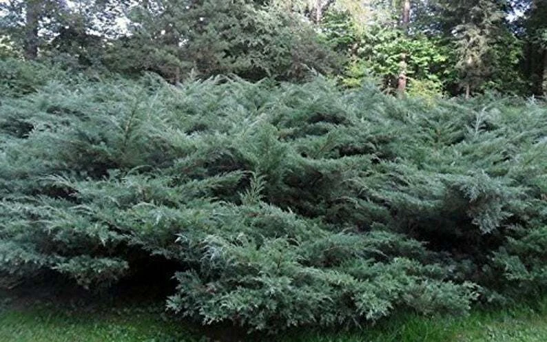 Dwarf Pfitzer Juniper