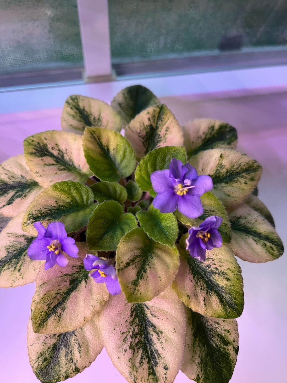 African Violet “Rob’s Argyle Socks” | eBay