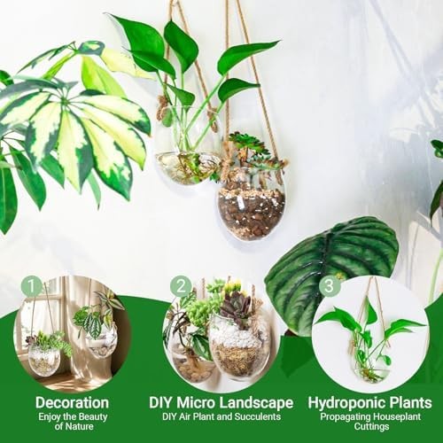 Glass plant propagation station with bowls. | eBay