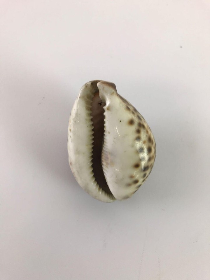 1893 World's Columbian Exposition Souvenir Shell | eBay