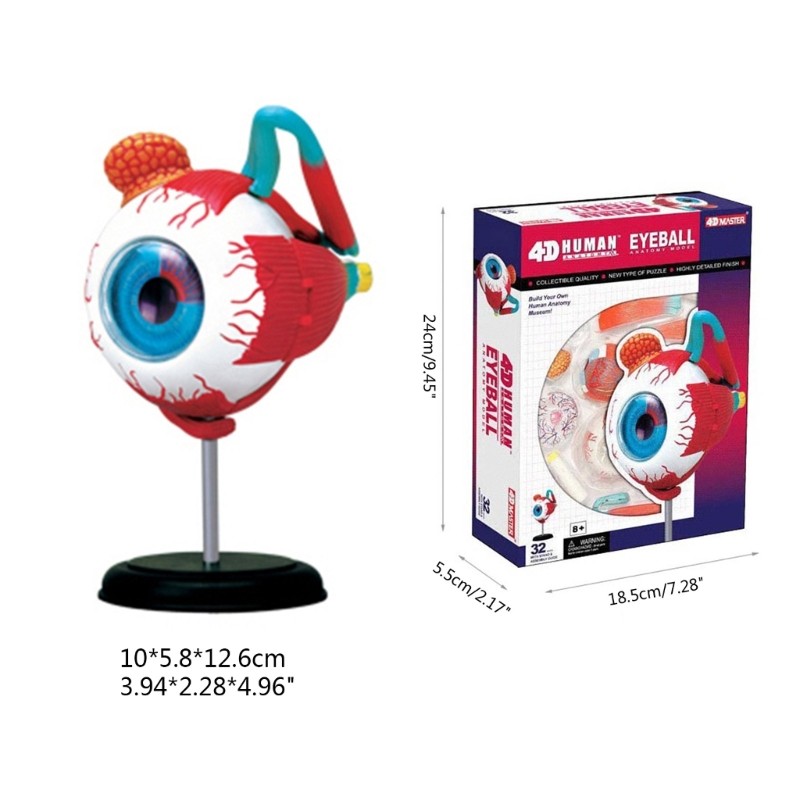 Anatomical Human Eye With Orbit Model Eyelid Medical Anatomy 32Parts ...