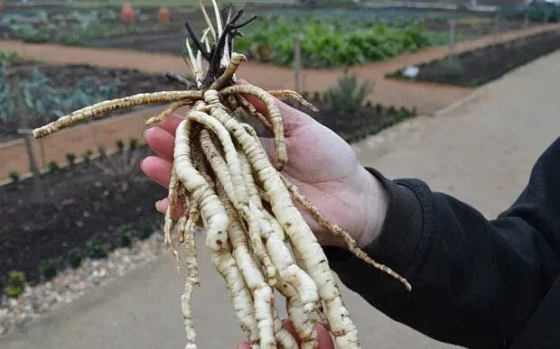 Organic Skirret Starter Plants - (Sium sisarum) - Easy to Grow Root ...