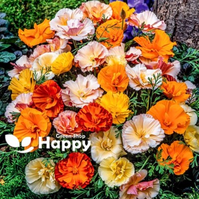 CALIFORNIA POPPY - FRILLY FUN SERIES MIX - 200 SEEDS - Eschscholzia c ...