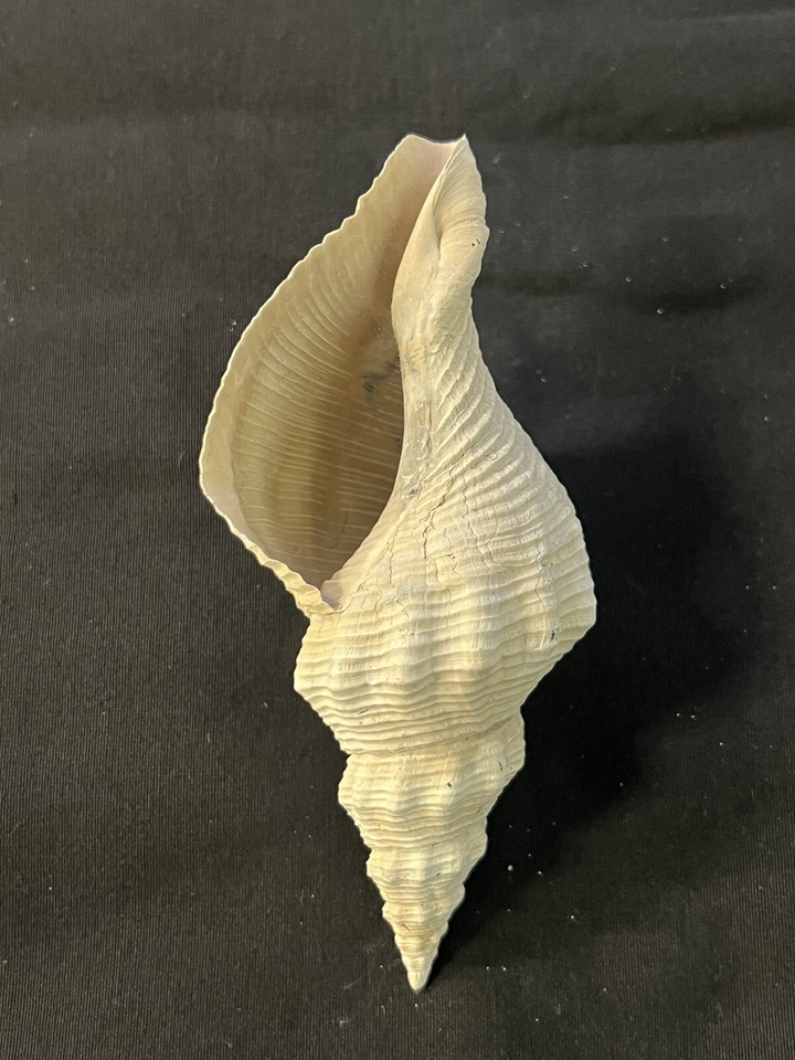 RARE Fossilized JUVENILE HORSE CONCH Shell From Central Florida ...